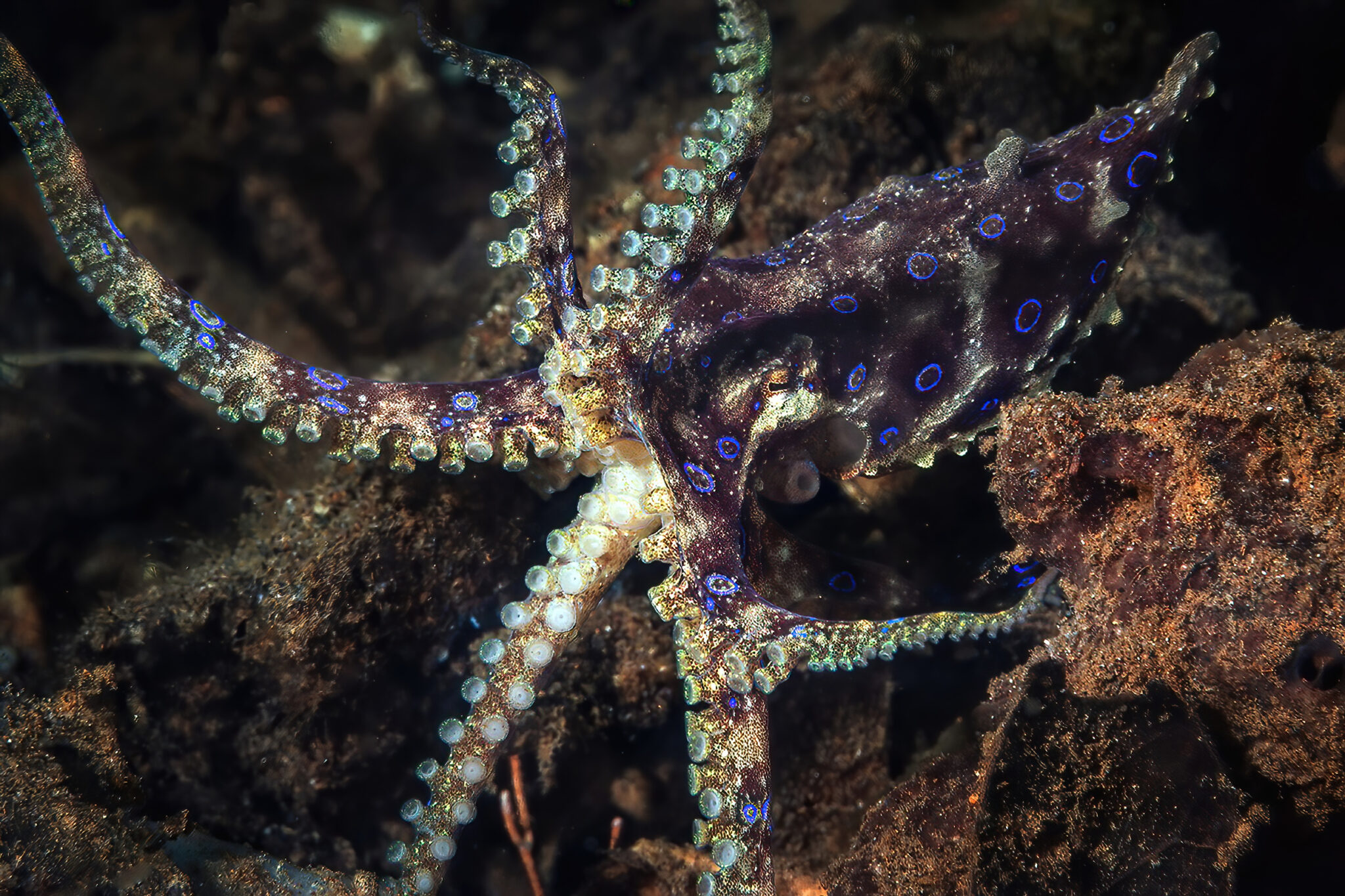 Hapalochlaena lunulata, de blauwgeringde octopus: klein maar dodelijk ...