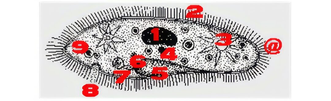 Pantoffeldiertjes - Nederlandse Bond Aqua Terra